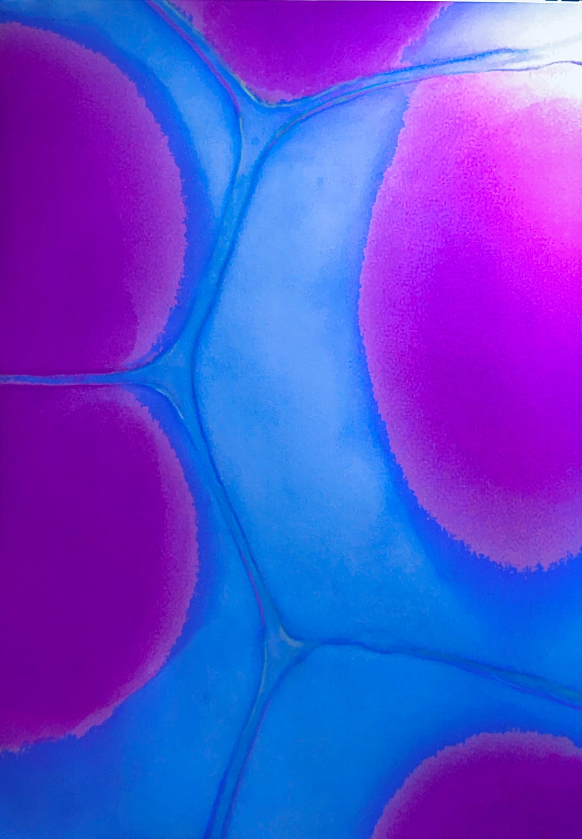 May 12, 2023. Line 20. Rhoeo Discolor,Plasmolysis — レイノアート